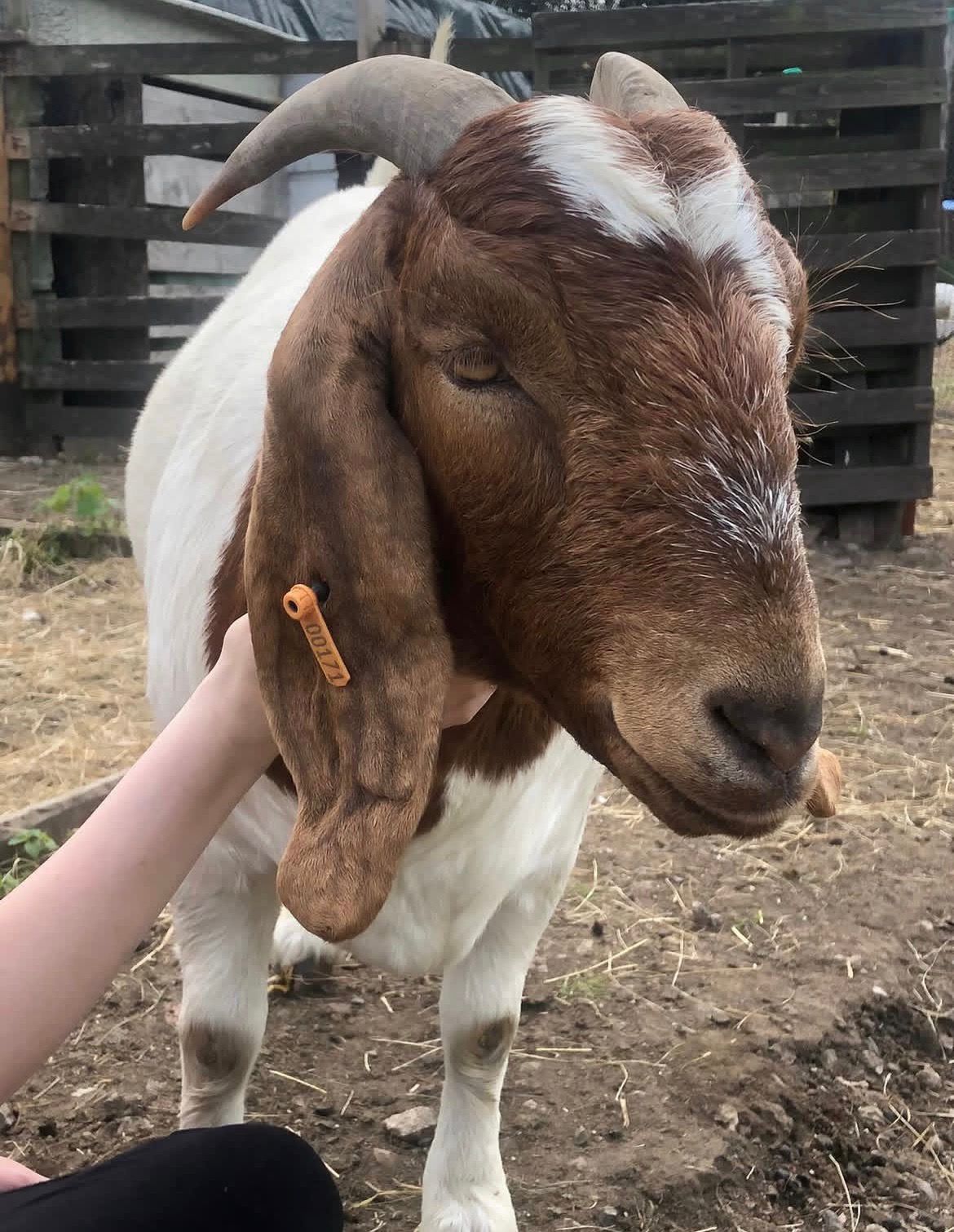 Eden Animal Haven | Rescue Sanctuary in Lancashire