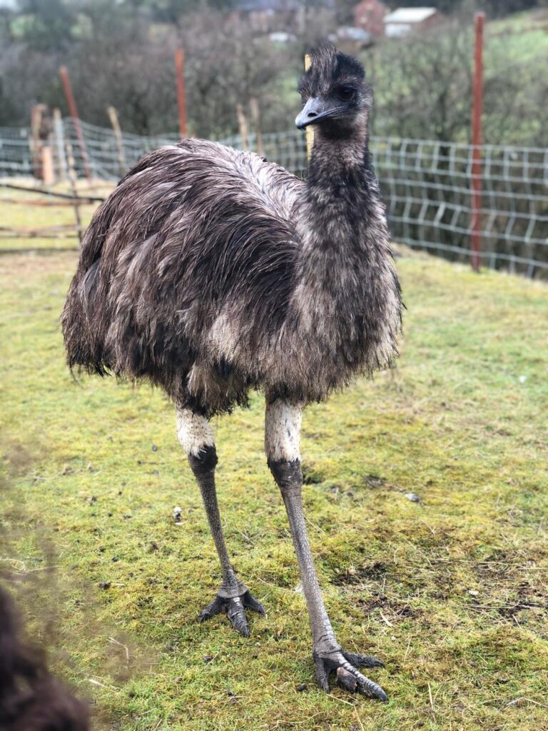Eden Animal Haven | Rescue Sanctuary in Lancashire